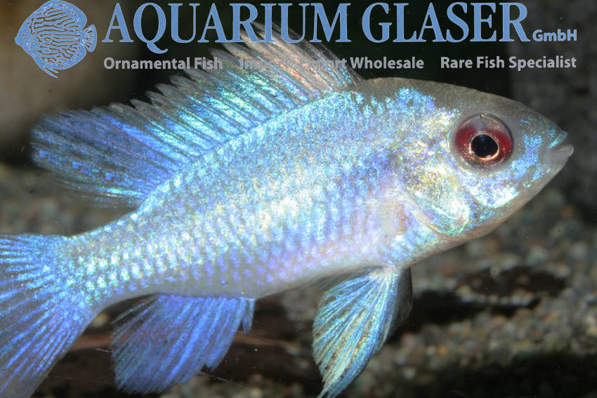 Mikrogeophagus ramirezi „Electric Blue“ - Aquarium Glaser GmbH