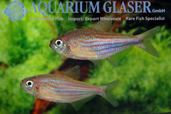 Moenkhausia agnesae - Aquarium Glaser GmbH