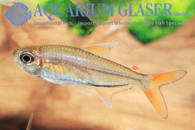 Moenkhausia copei - Aquarium Glaser GmbH
