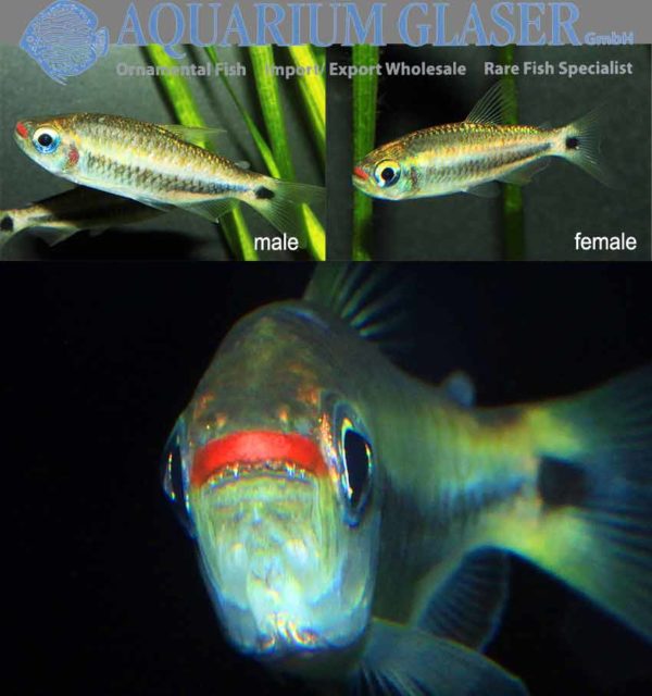 09. Characoids: tetra relationship - Page 5 of 5 - Aquarium Glaser GmbH