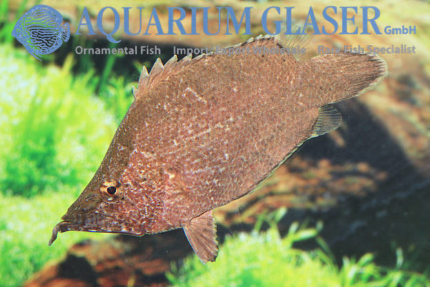 Monocirrhus polyacanthus - Aquarium Glaser GmbH