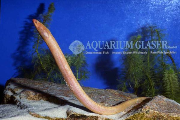Monopterus albinus - Aquarium Glaser GmbH