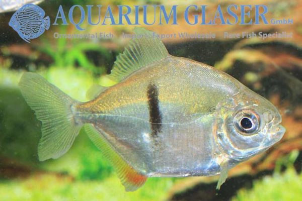 Myloplus (formerly: Myleus) schomburgkii - Aquarium Glaser GmbH