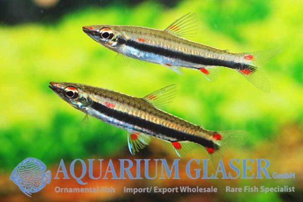 09. Characoids: tetra relationship - Page 5 of 5 - Aquarium Glaser GmbH