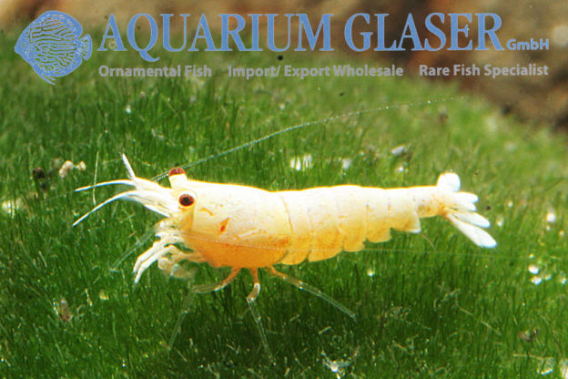 31. Crayfishes, Shrimps, Crabs, Snails, Mussels - Page 2 of 2 ...