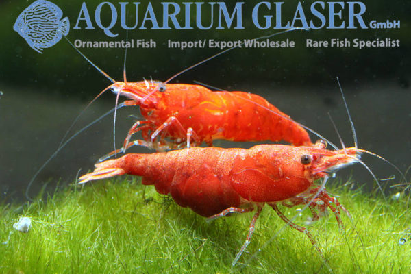 Neocaridina heteropoda BLOOD RED - Aquarium Glaser GmbH