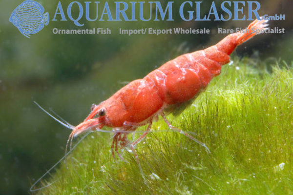 Neocaridina heteropoda BLOOD RED - Aquarium Glaser GmbH