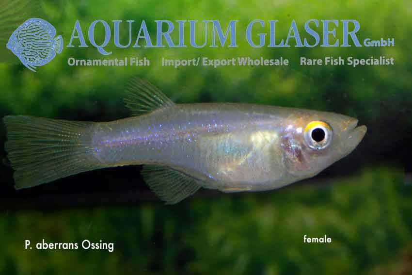 Procatopus aberrans and P. nototaenia - Aquarium Glaser GmbH