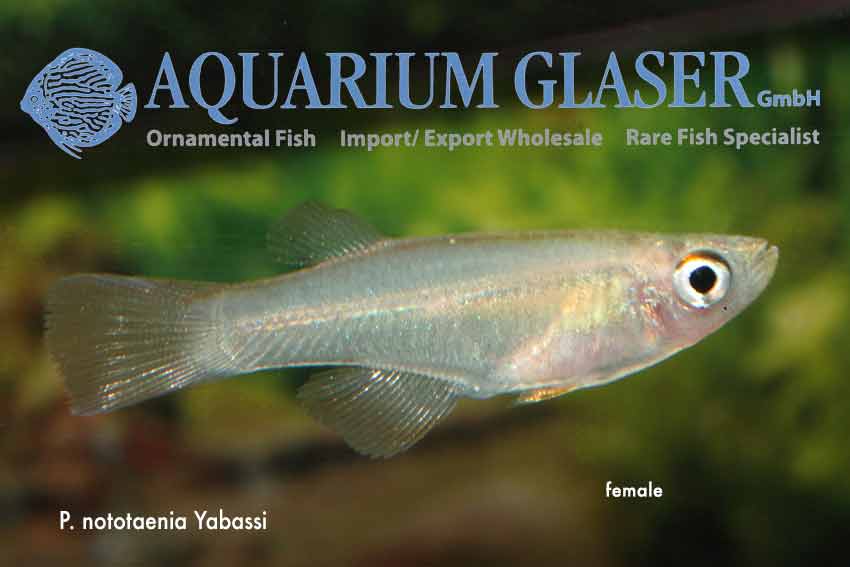 Procatopus aberrans and P. nototaenia - Aquarium Glaser GmbH