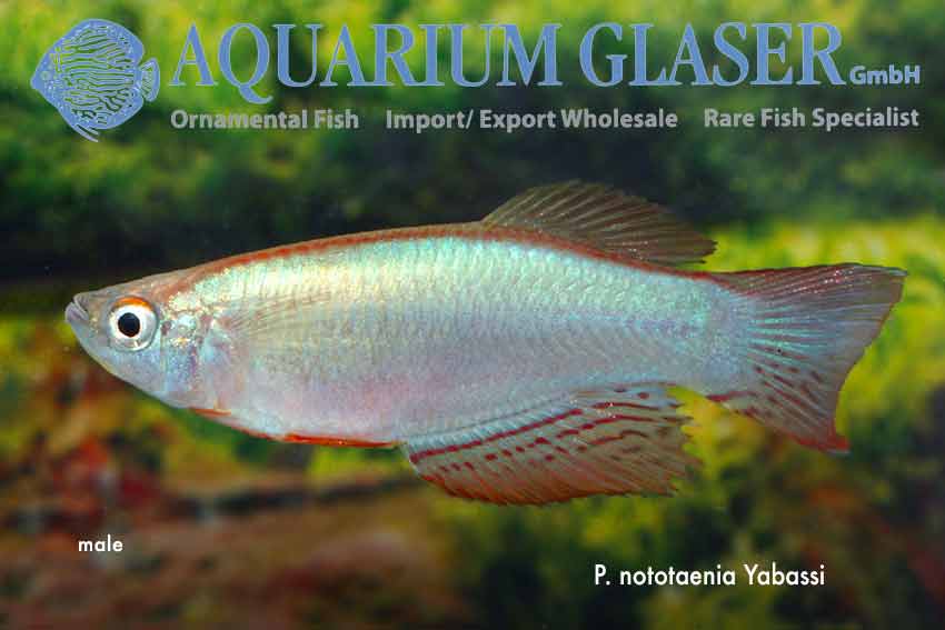 Procatopus aberrans and P. nototaenia - Aquarium Glaser GmbH