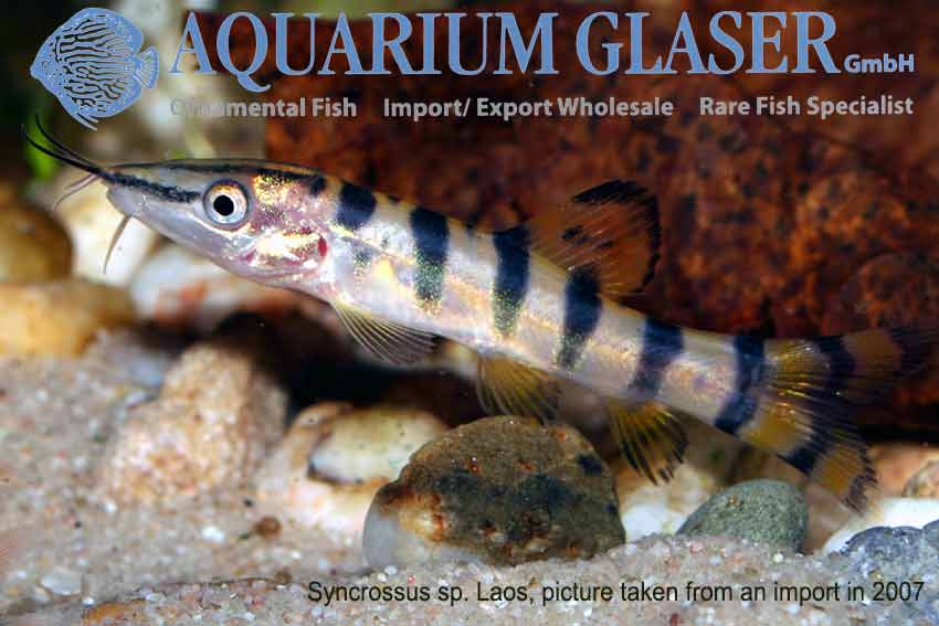 New Tiger Loaches from Indonesia - Aquarium Glaser GmbH