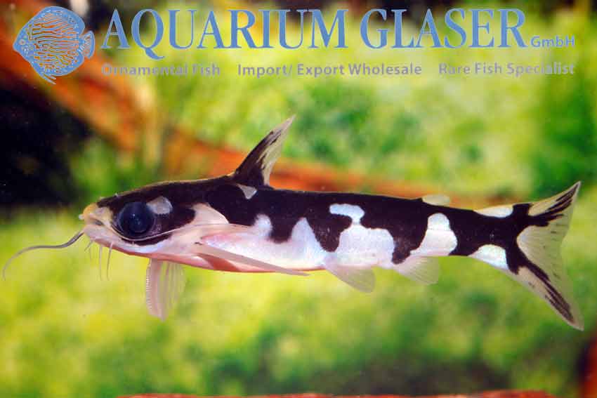 Tatia musaica (= Cenromochlus orca) - Aquarium Glaser GmbH