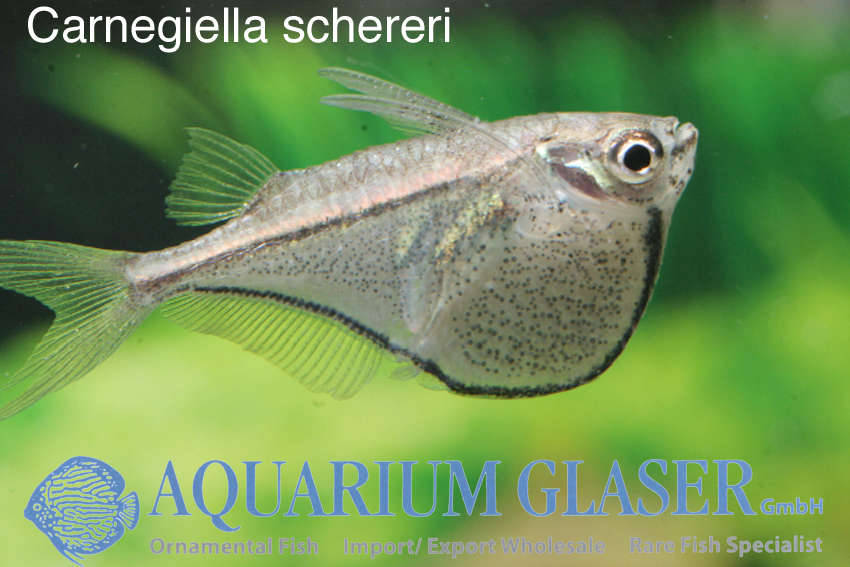 Schwarzschwingen-Zwergbeilbäuche - Aquarium Glaser GmbH