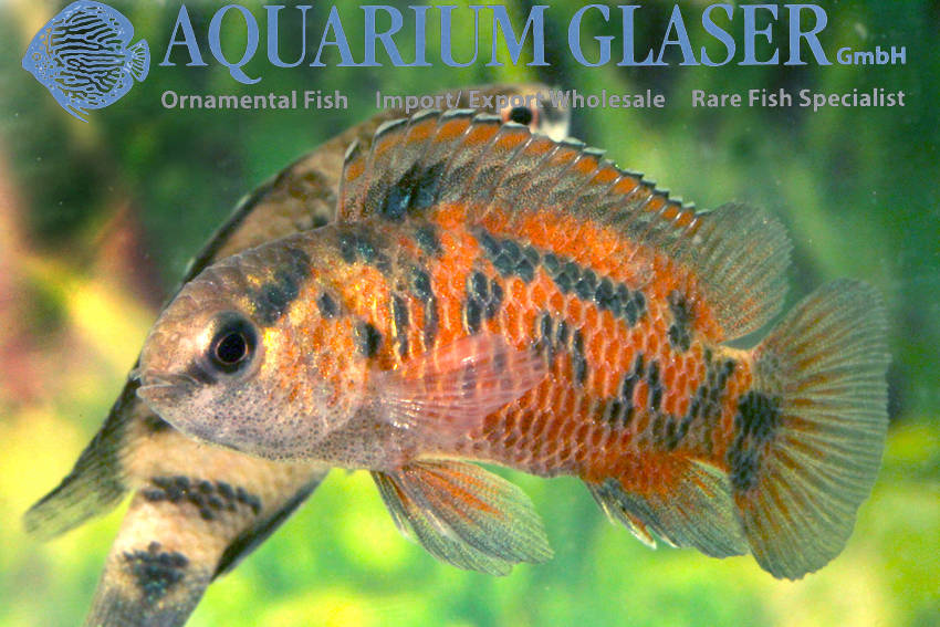 Badis "Piebald" - Aquarium Glaser GmbH