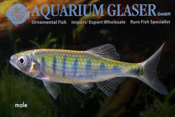 Opsarius bernatziki - Aquarium Glaser GmbH