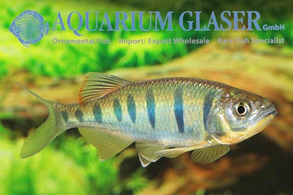 Opsarius pulchellus - Aquarium Glaser GmbH