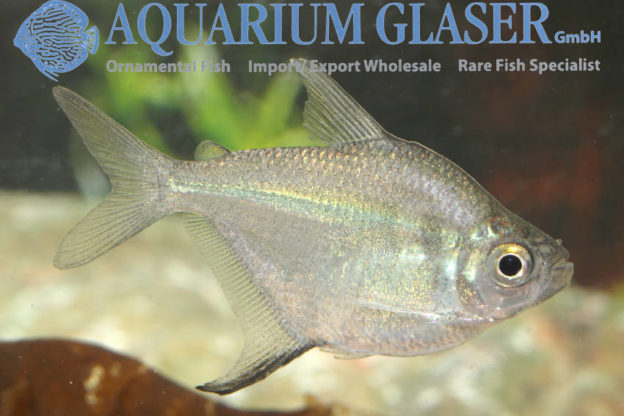 09. Characoids: tetra relationship - Page 5 of 5 - Aquarium Glaser GmbH