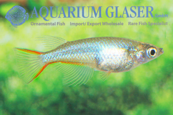 Oryzias cf. woworae - Aquarium Glaser GmbH