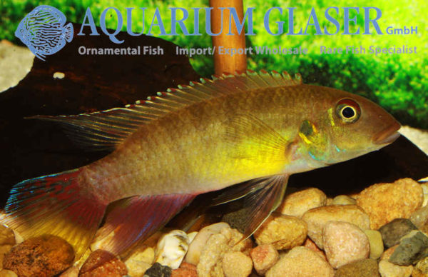 Pelvicachromis humilis LIBERIA RED - Aquarium Glaser GmbH