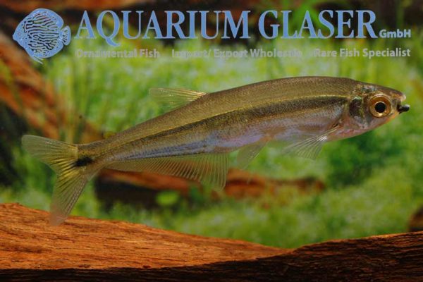 Piabucus melanostomus - Aquarium Glaser GmbH