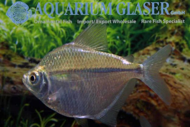 Poptella paraguayensis - Aquarium Glaser GmbH