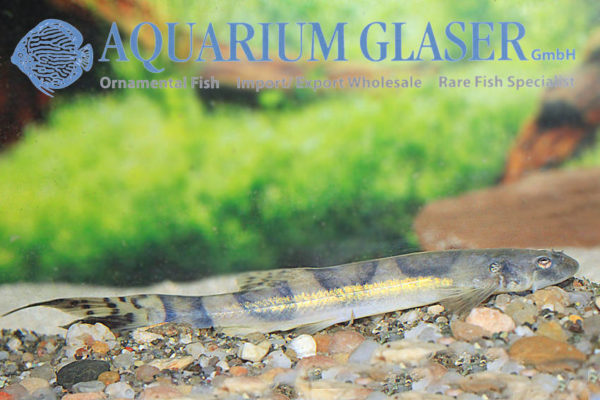 Pseudostegophilus nemurus - Aquarium Glaser GmbH