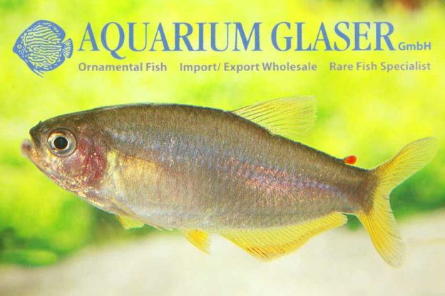Rachoviscus crassiceps - Aquarium Glaser GmbH