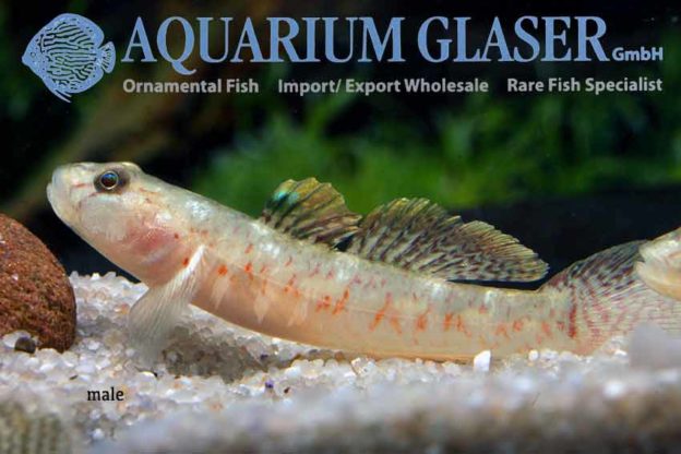Rhinogobius rubromaculatus - Aquarium Glaser GmbH