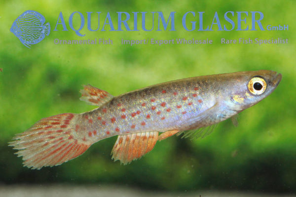 Rivulus ornatus - Aquarium Glaser GmbH