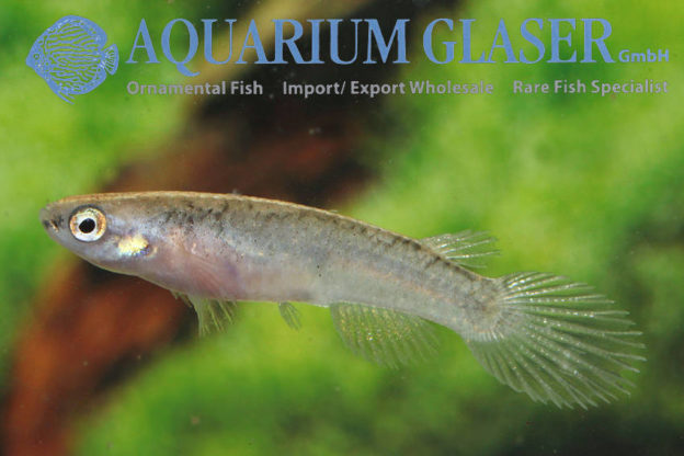 Rivulus ornatus - Aquarium Glaser GmbH