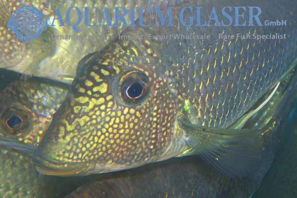 Satanoperca mapiritensis - Aquarium Glaser GmbH