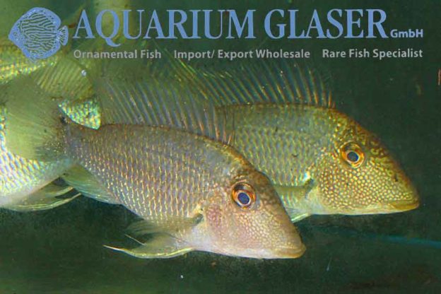 Satanoperca mapiritensis - Aquarium Glaser GmbH