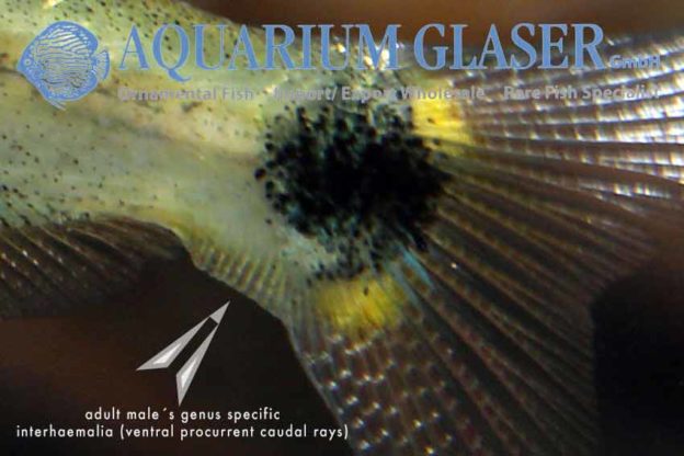 Serrapinnus sp. aff. kriegi - Aquarium Glaser GmbH