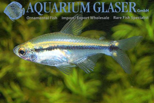 Serrapinnus sterbai (=7 Rays Mint Tetra) - Aquarium Glaser GmbH