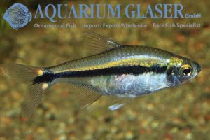 Serrapinnus sterbai (=7 Rays Mint Tetra) - Aquarium Glaser GmbH