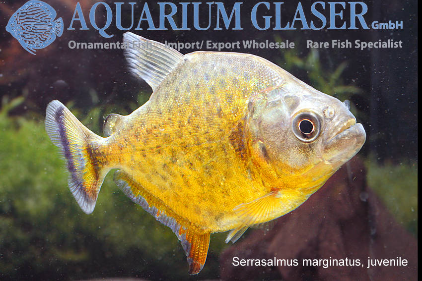 Serrasalmus maculatus und S. marginatus - Aquarium Glaser GmbH