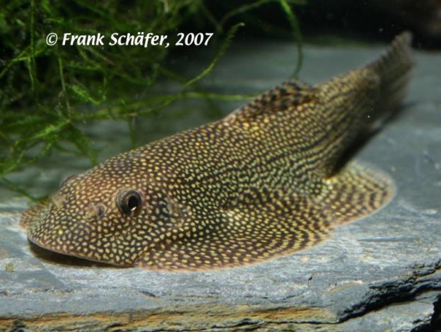 Sewellia sp. Spotted - Aquarium Glaser GmbH