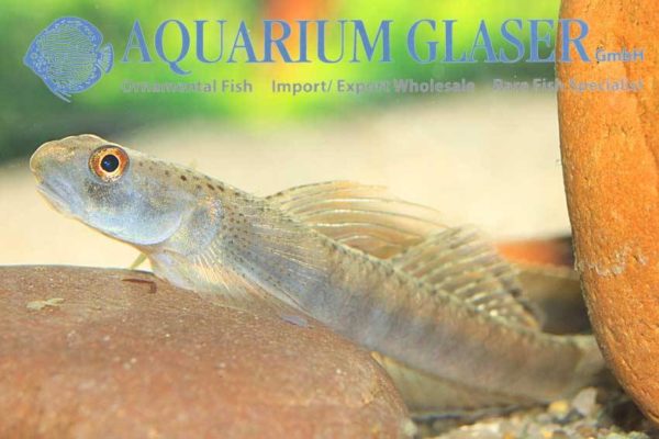 Stiphodon sp. Spotted Head - Aquarium Glaser GmbH