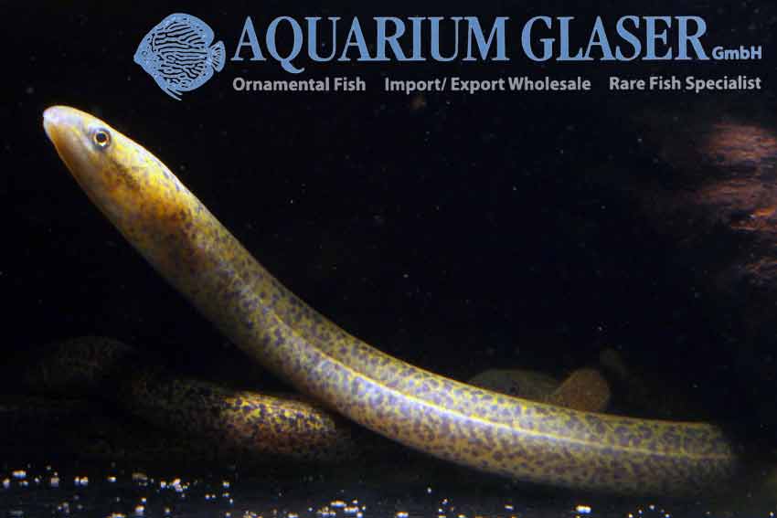 Synbranchus marmoratus - Aquarium Glaser GmbH