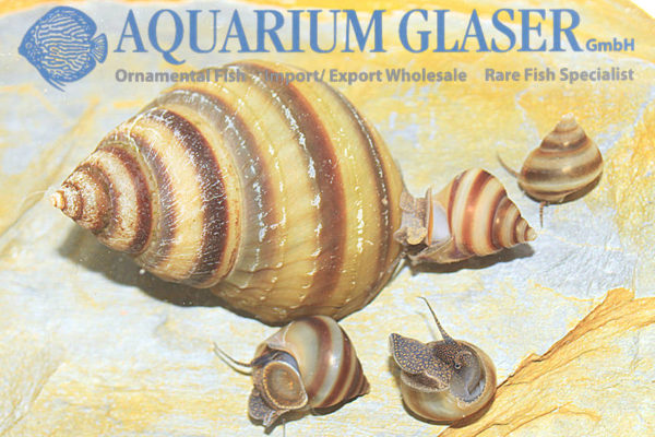 Taia naticoides - Aquarium Glaser GmbH