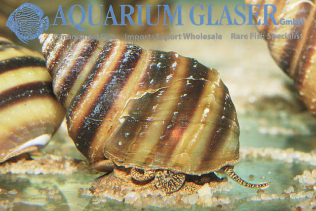 Taia naticoides - Aquarium Glaser GmbH