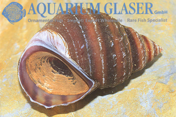 Taia naticoides - Aquarium Glaser GmbH