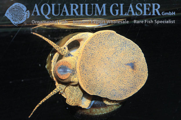Taia naticoides - Aquarium Glaser GmbH