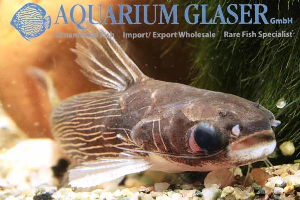 Tatia strigata - Aquarium Glaser GmbH