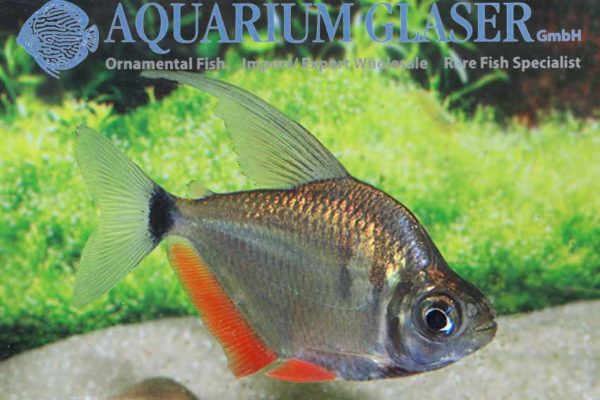 Fischarchiv - Seite 23 von 30 - Aquarium Glaser GmbH
