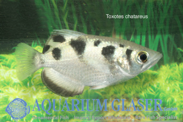 Toxotes jaculatrix - Aquarium Glaser GmbH