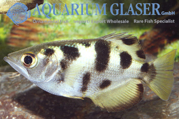 Toxotes sp. New! - Aquarium Glaser GmbH