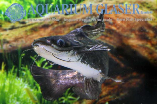 Trachelyopterus fisheri - Aquarium Glaser GmbH