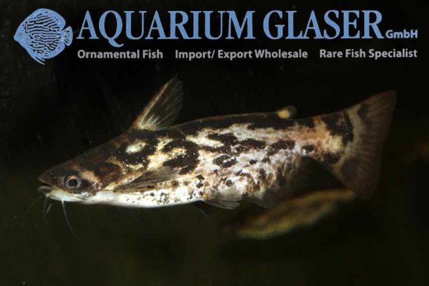 Trachelyopterus fisheri - Aquarium Glaser GmbH