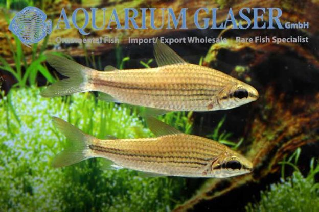 Cyphocharax multilineatus - Aquarium Glaser GmbH